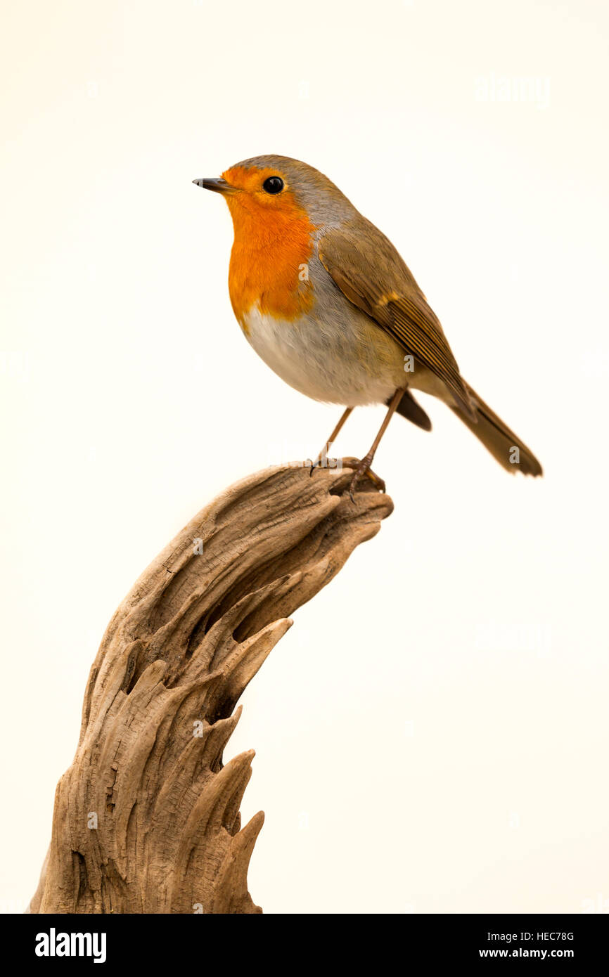 Beautiful small bird with a orange feathers on a white background Stock ...