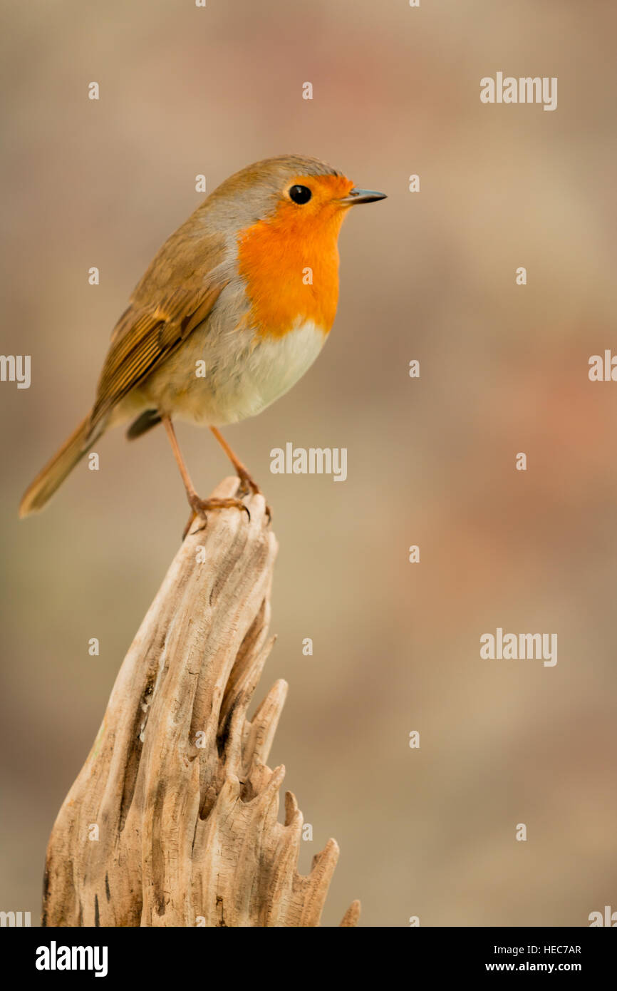 Beautiful small bird with a orange feathers on a nice background Stock ...