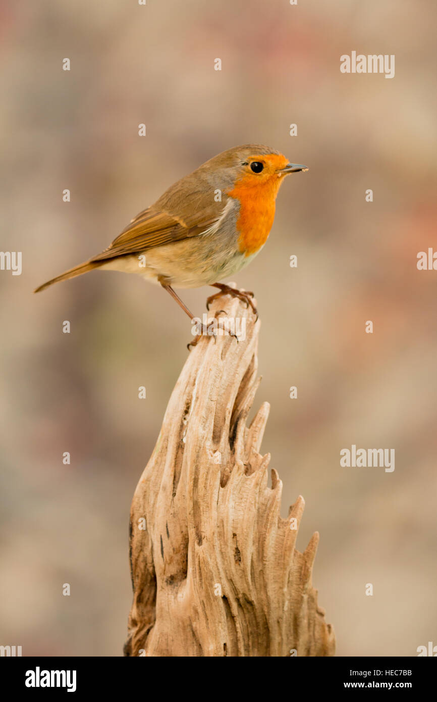 Beautiful small bird with a orange feathers on a nice background Stock ...
