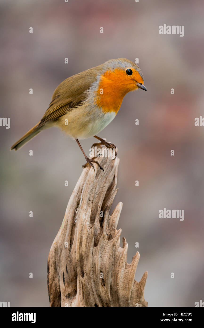 Beautiful small bird with a orange feathers on a nice background Stock ...