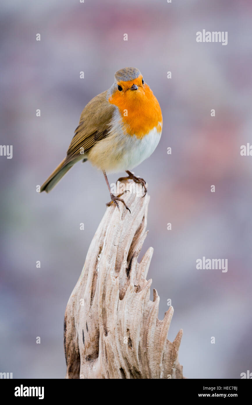 Beautiful small bird with a orange feathers on a nice background Stock ...