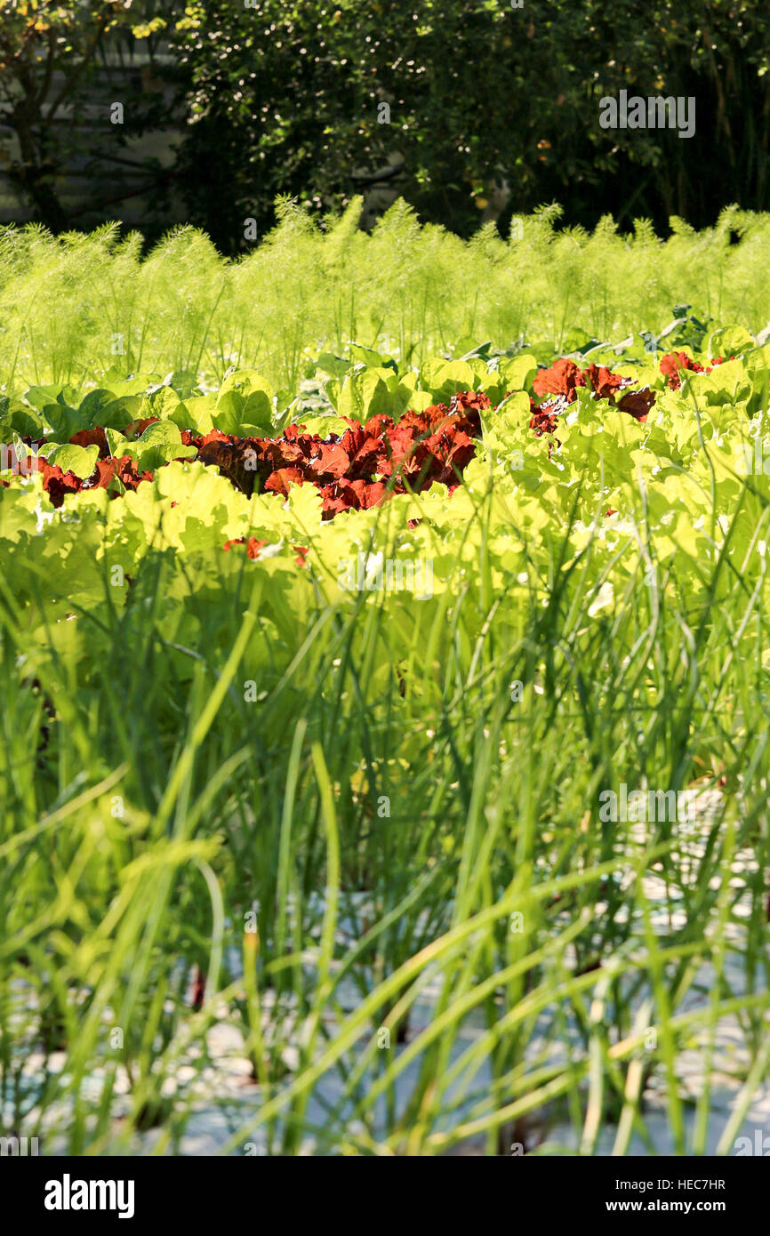 Urban Vegetable Garden Stock Photo - Alamy