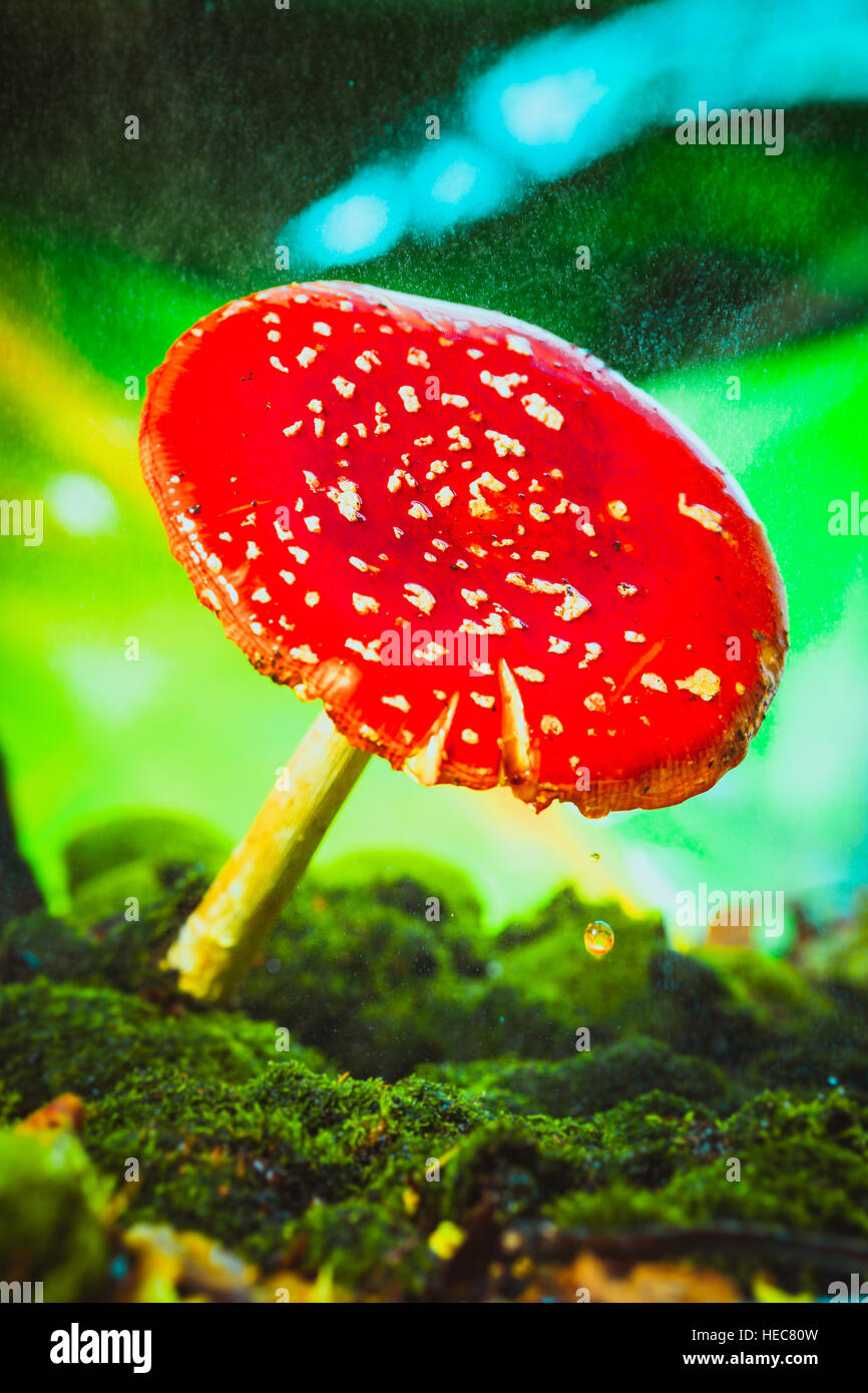 beautiful red with white spots mushroom on moss Stock Photo - Alamy
