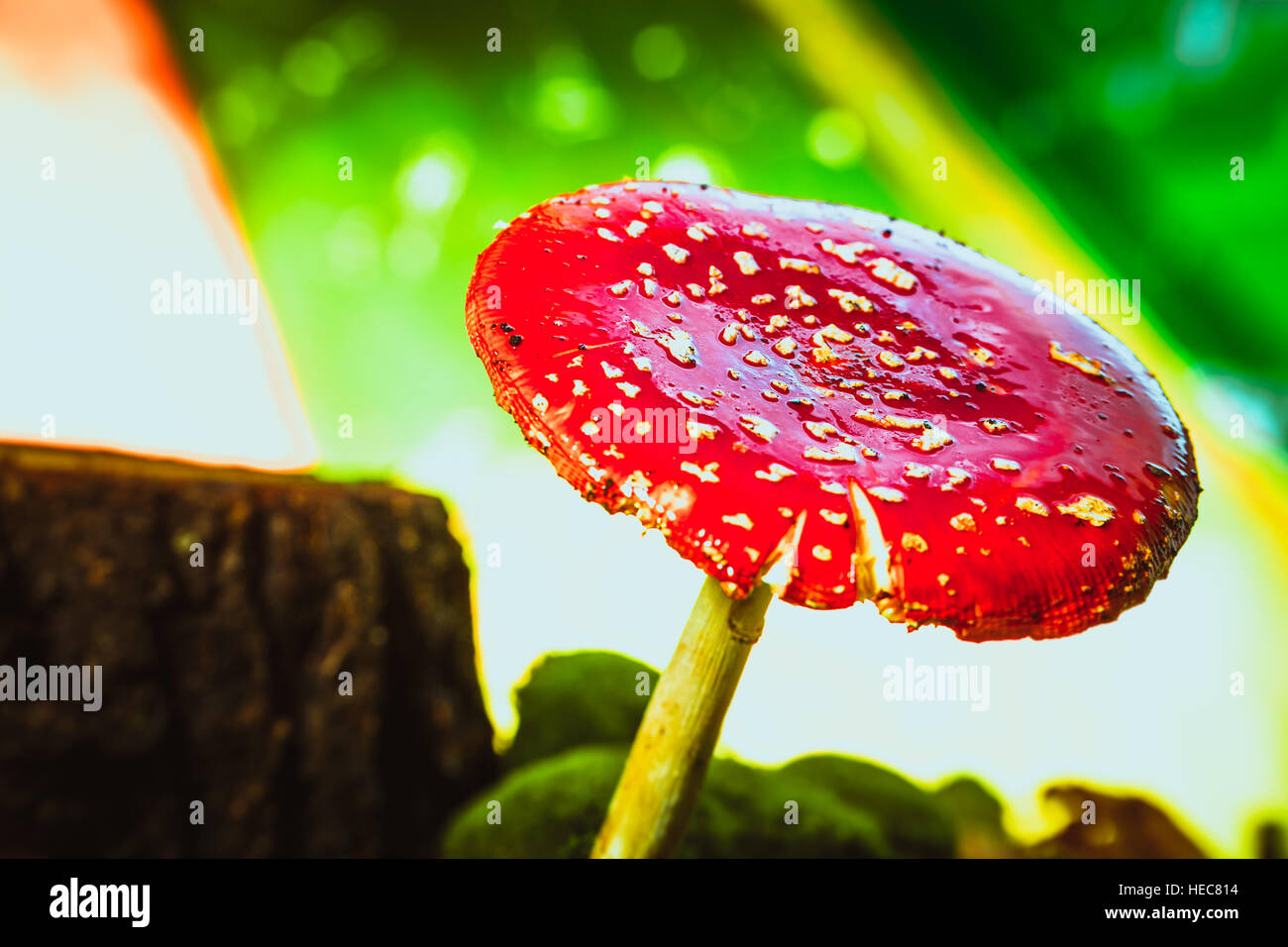 beautiful red with white spots mushroom on moss Stock Photo - Alamy