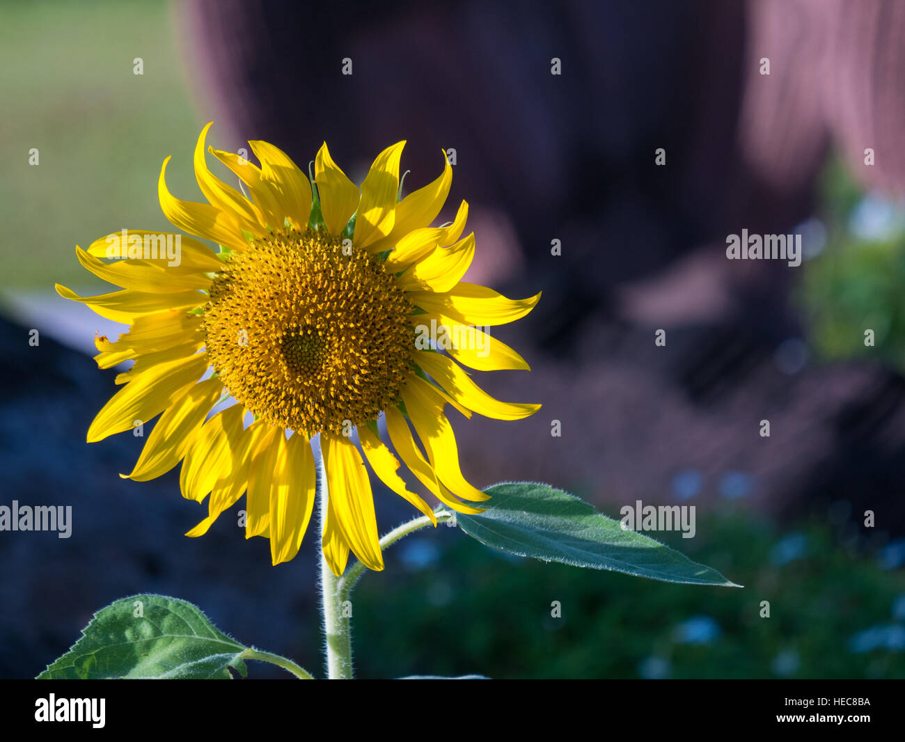 One sunflower hi-res stock photography and images - Alamy