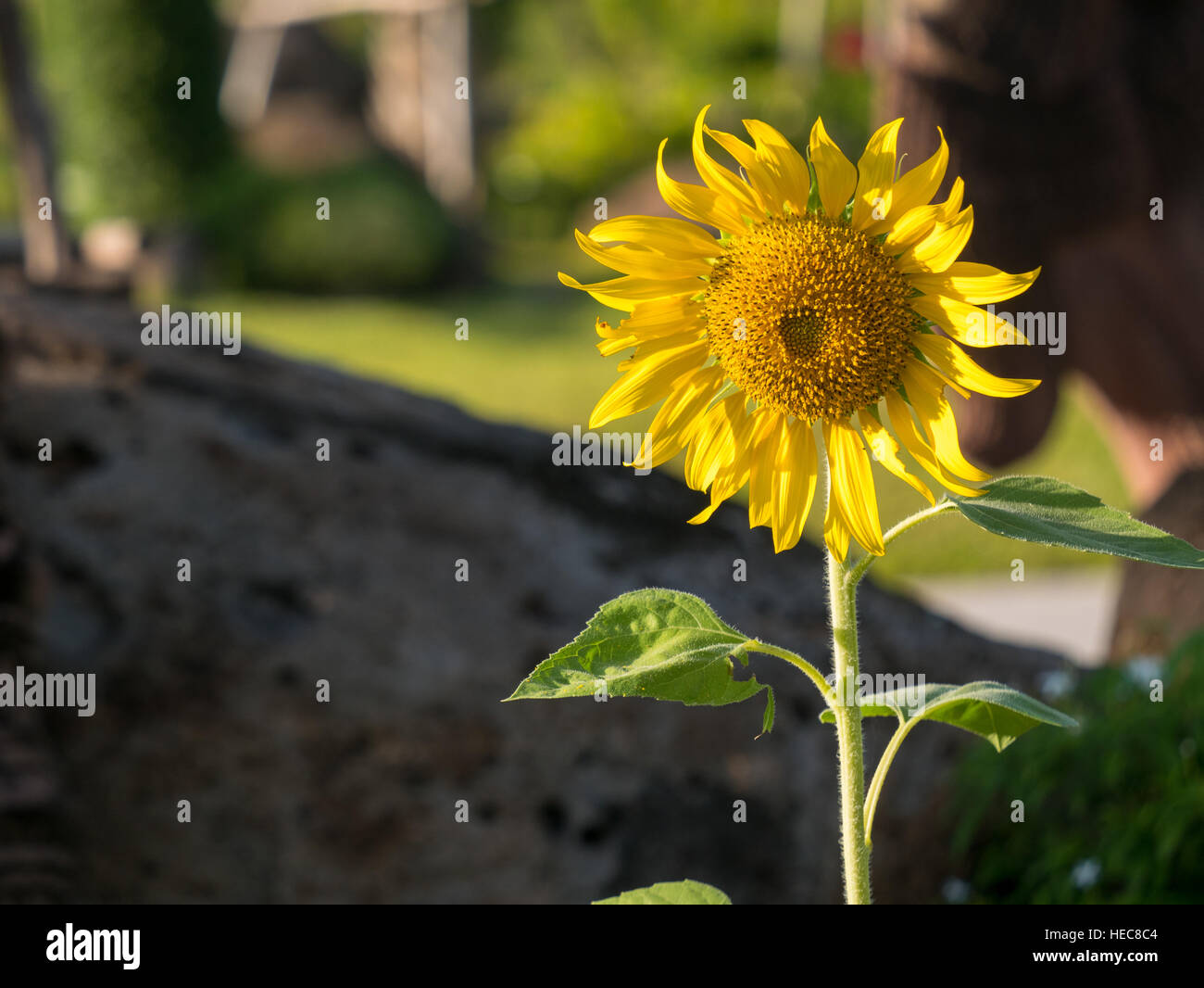 One sunflower on a garden with copy space Stock Photo - Alamy