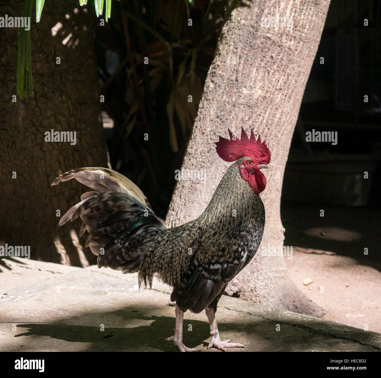 Male chicken hi-res stock photography and images - Alamy