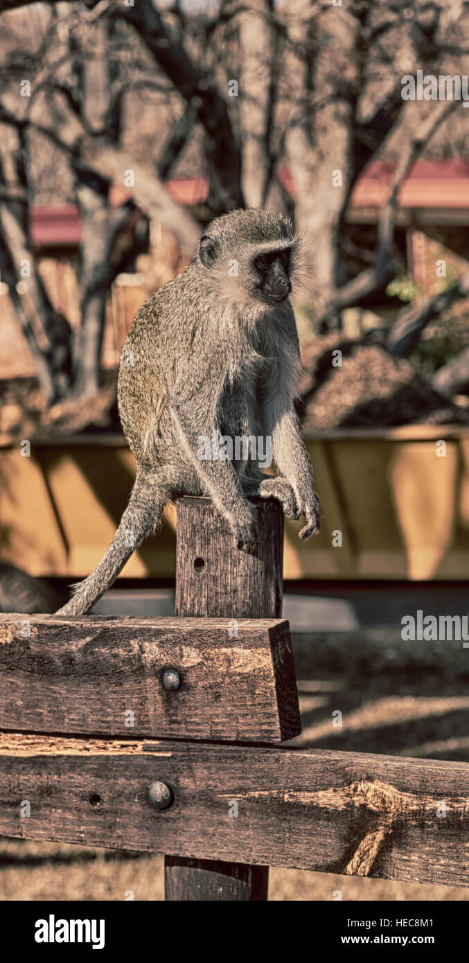 blur in south africa kruger wildlife nature reserve and wild monkey ...
