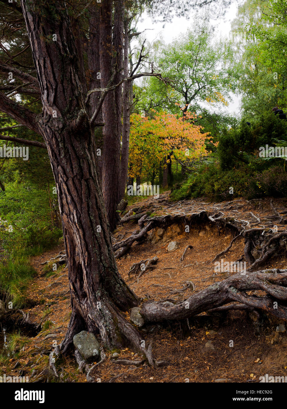 Loch ness trees hi-res stock photography and images - Alamy