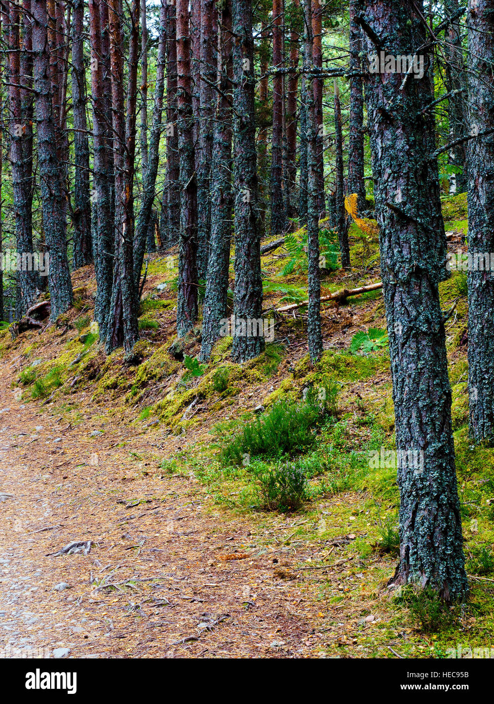Pine trees forest near Loch Ness - Scotland Stock Photo - Alamy