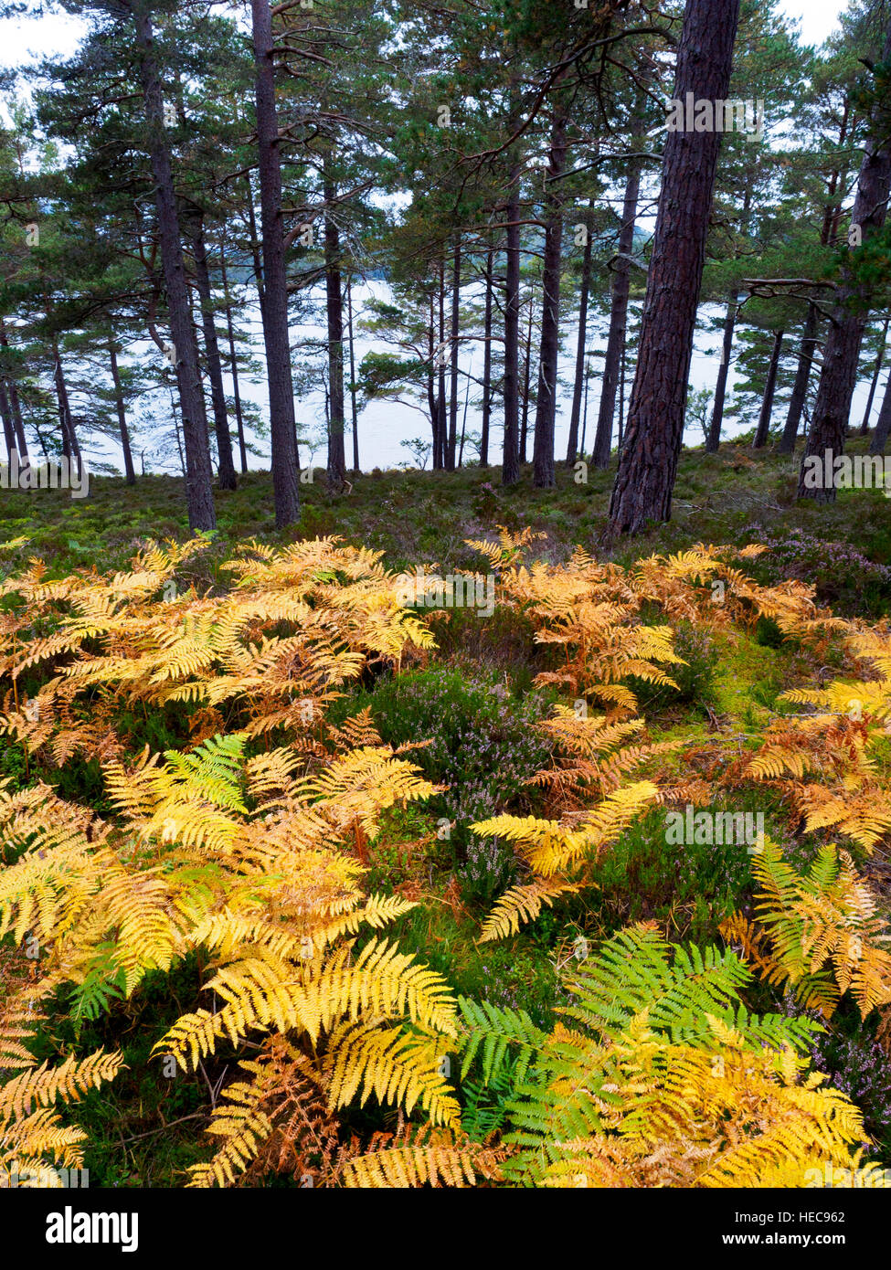 Pine trees forest near Loch Ness - Scotland Stock Photo - Alamy