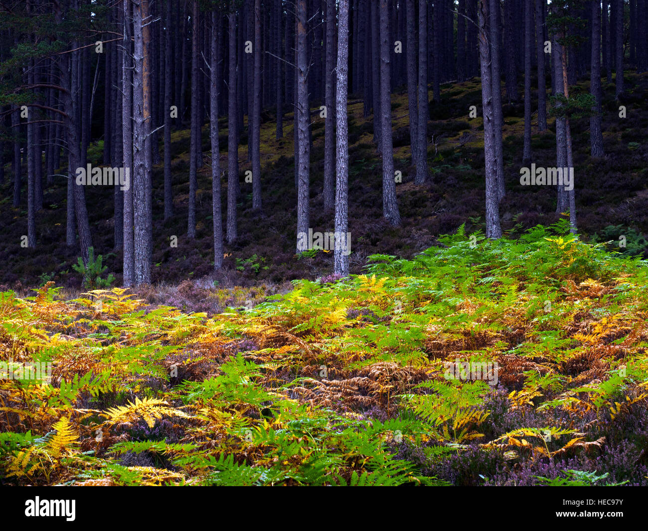 Pine trees forest near Loch Ness - Scotland Stock Photo - Alamy