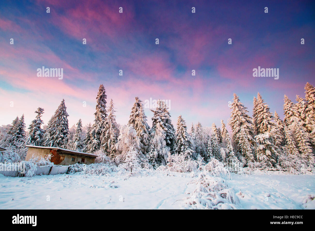 magical winter snow covered tree Stock Photo - Alamy
