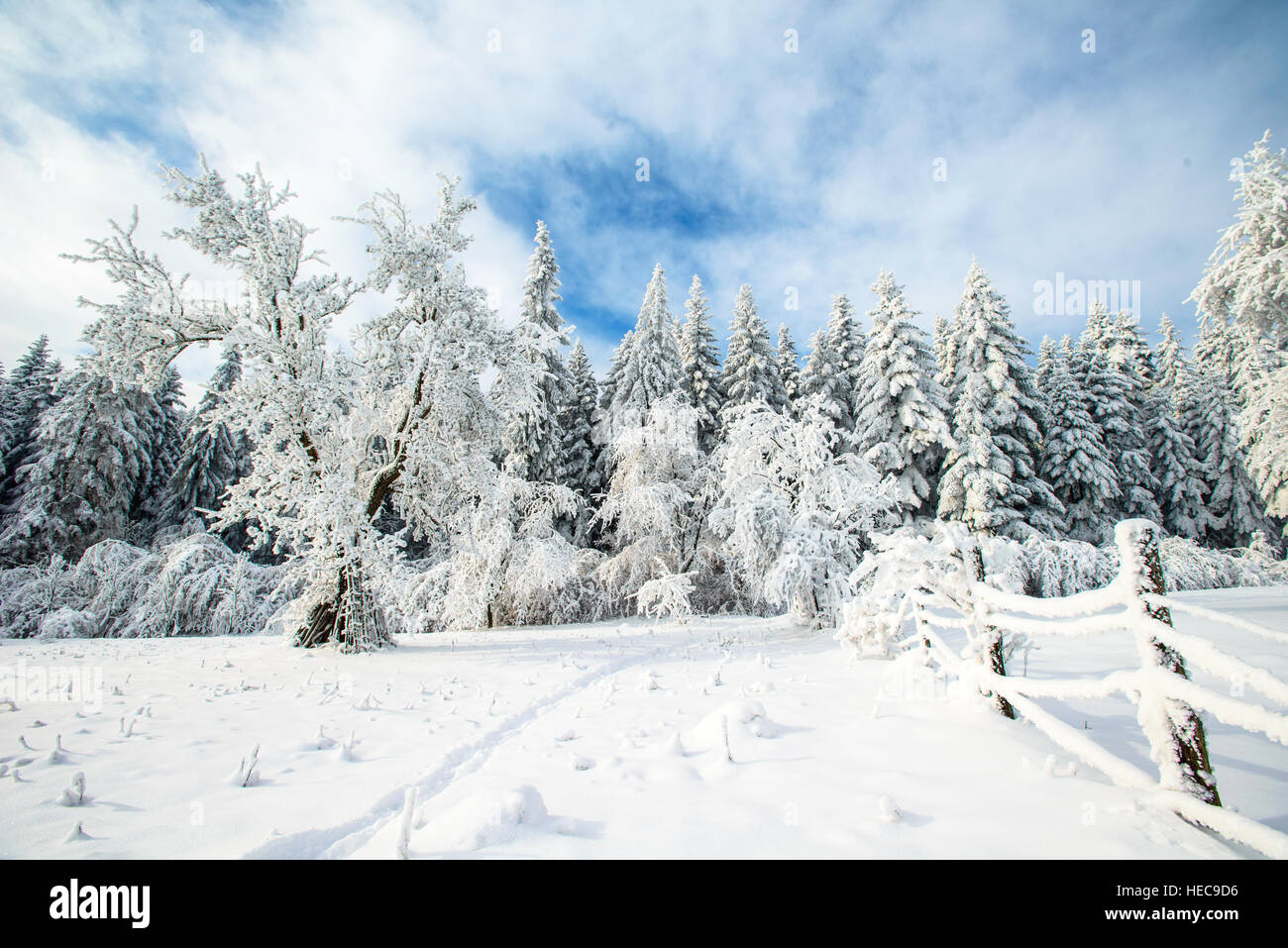 winter landscape trees in frost Stock Photo - Alamy