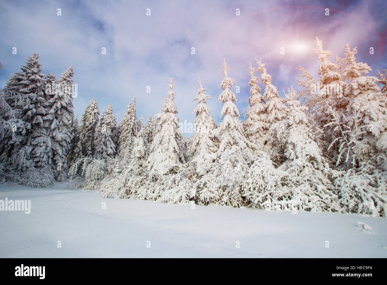 winter landscape trees in frost Stock Photo - Alamy
