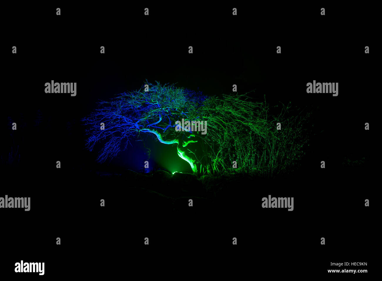 Acer tree lit by blue and green lights at RHS Wisley gardens, Surrey ...