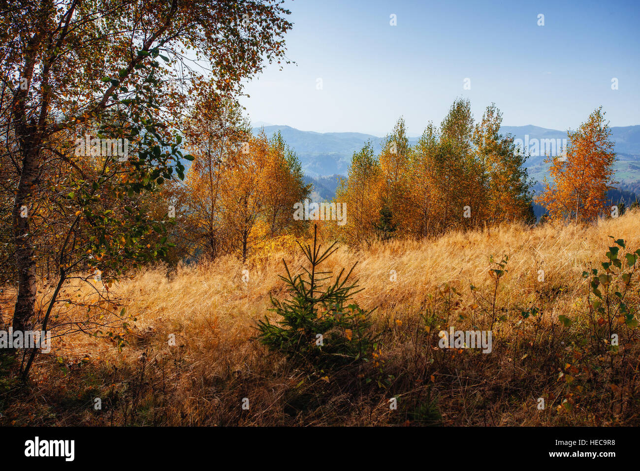 rock massif in the Carpathians Stock Photo - Alamy