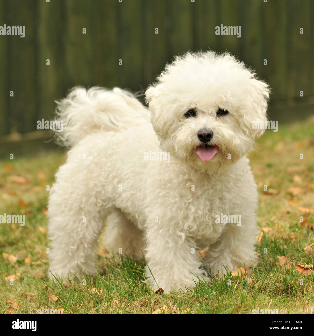 Bichon Frise High Resolution Stock Photography and Images - Alamy