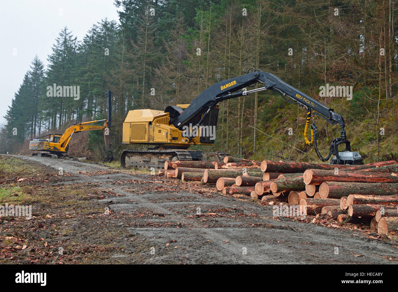 Forestry equipment with felled larch trees (due to disease control) at ...