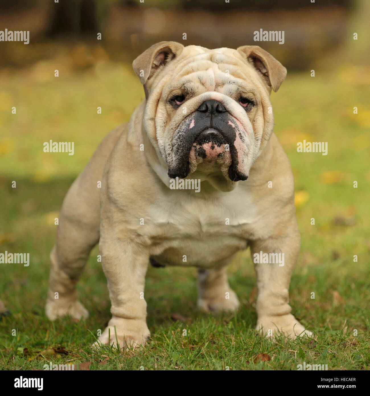 Bulldog High Resolution Stock Photography and Images - Alamy