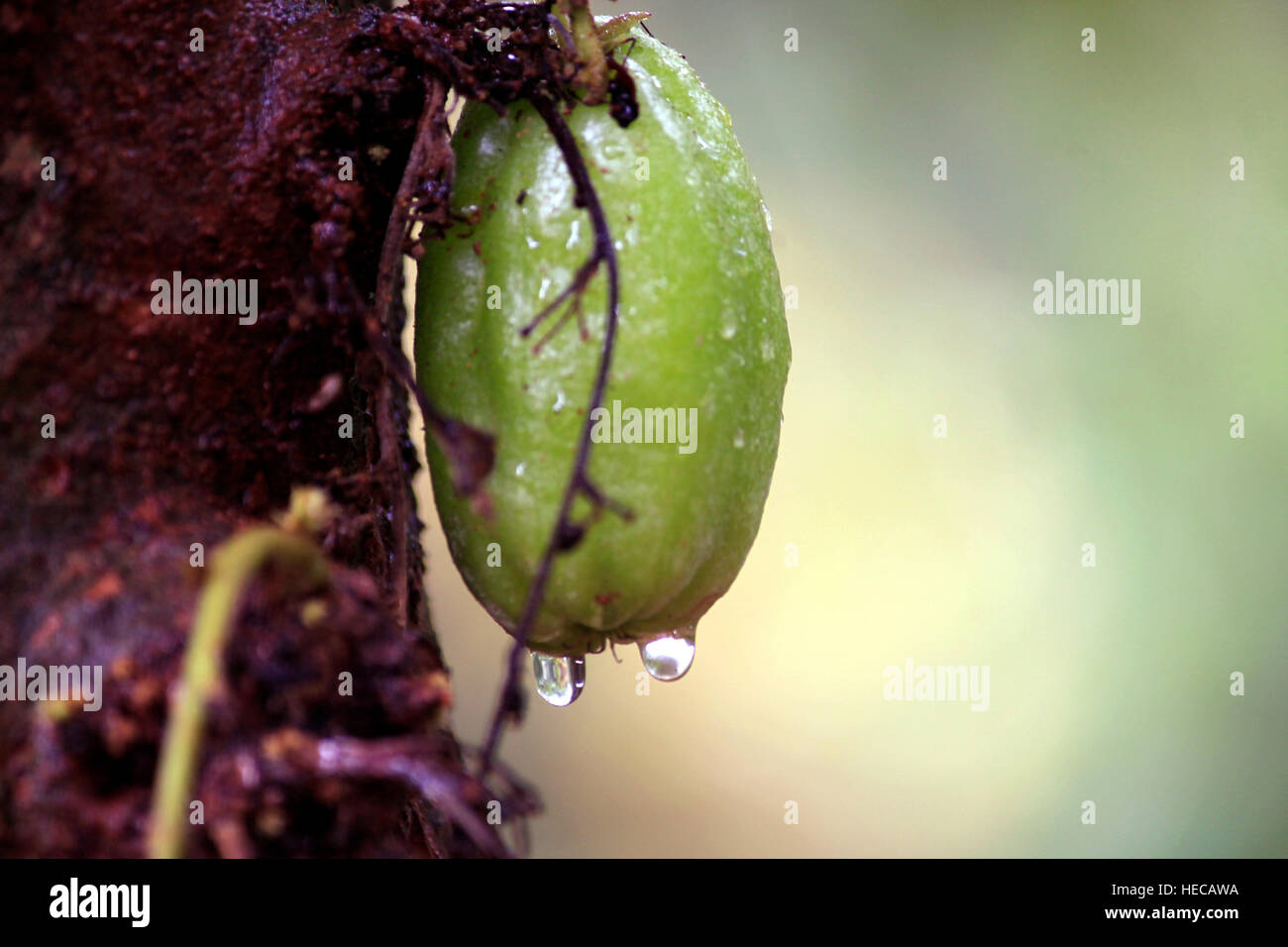 Familyoxalidaceae hi-res stock photography and images - Alamy