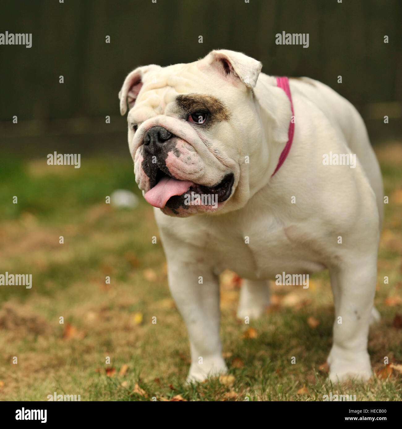 British bulldog spirit hi-res stock photography and images - Alamy
