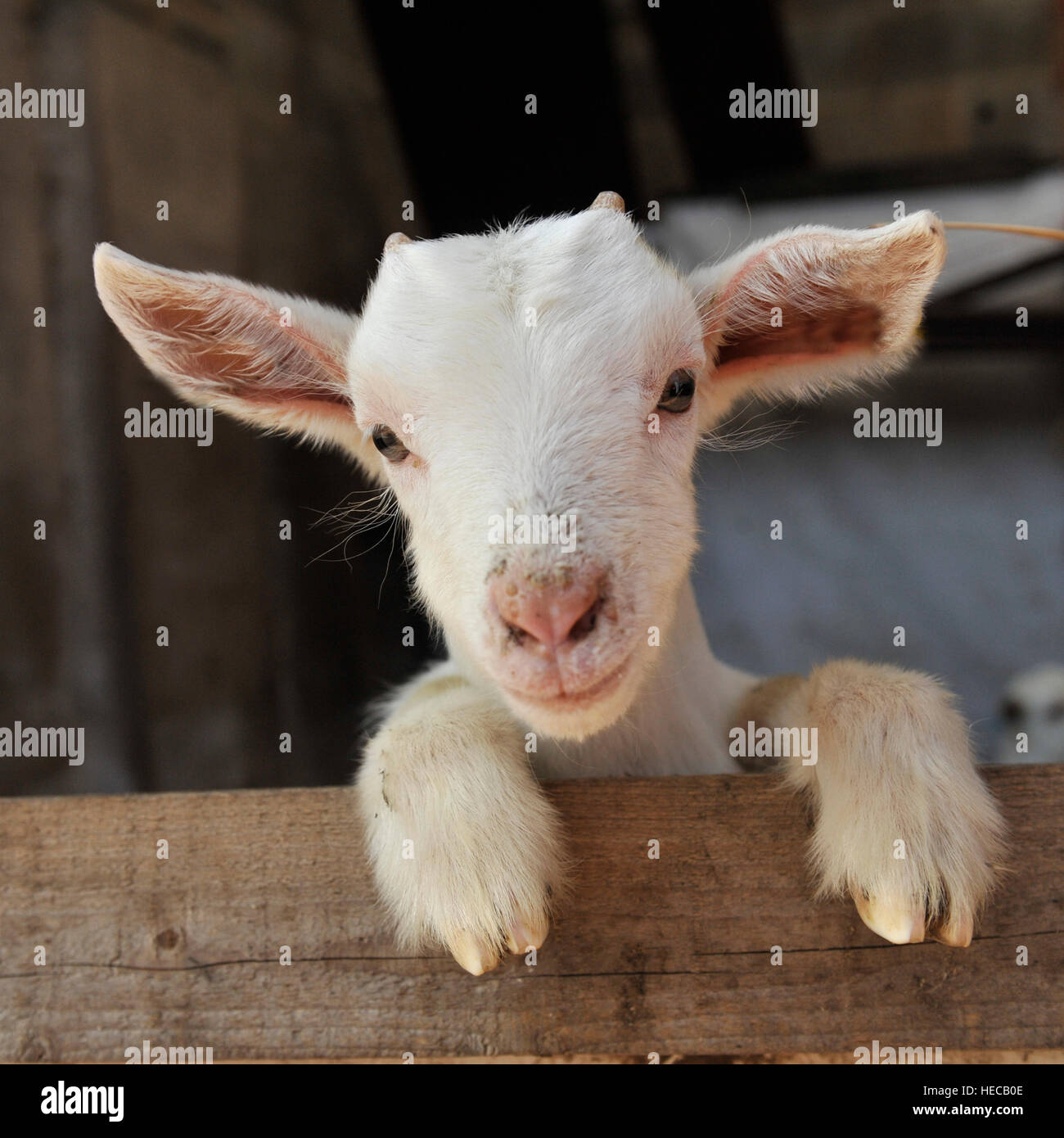 baby cashmere goat Stock Photo - Alamy