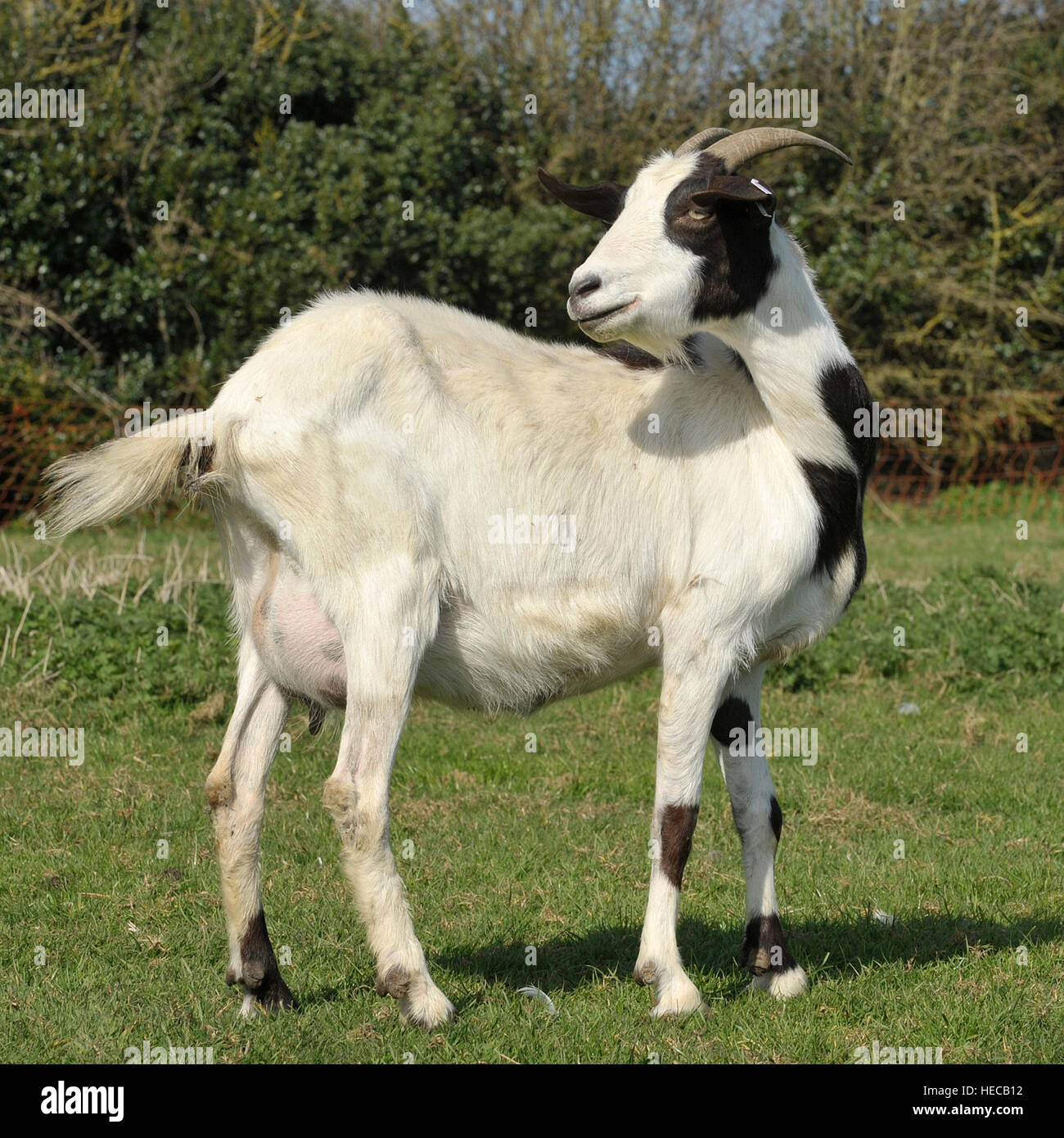 Goat Spitting On Man