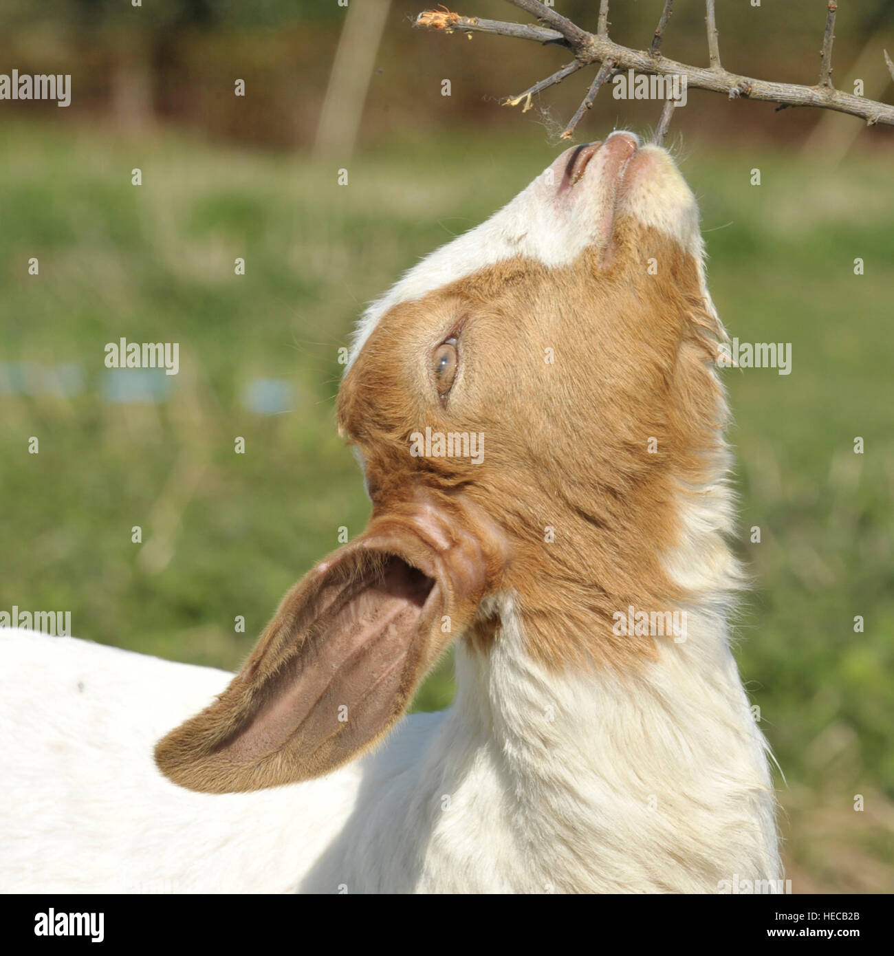 boer goat kid browsing Stock Photo - Alamy