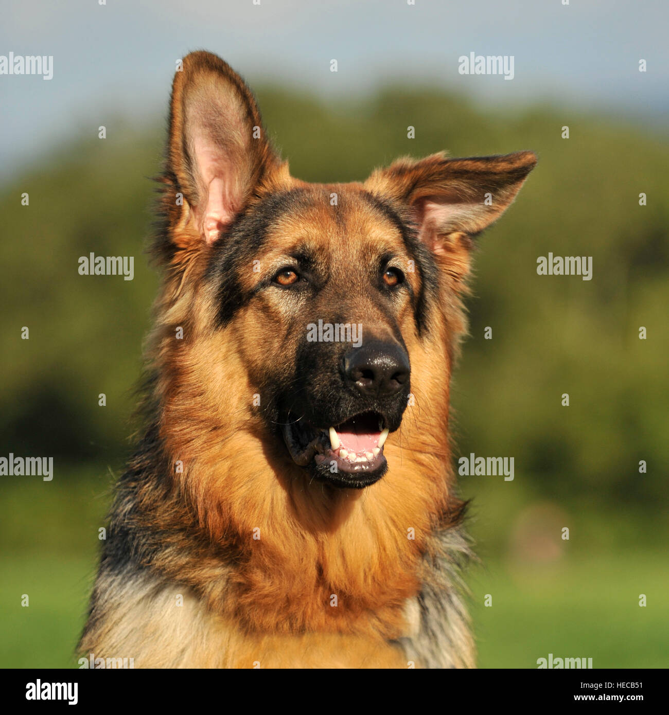 german shepherd dog, long coated Stock Photo - Alamy