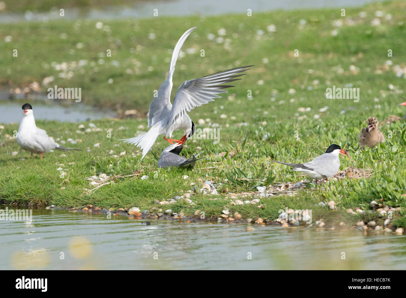 Common tern (Sterna hirundo) pair presenting fish, Texel, the Netherlands Stock Photo - Alamy