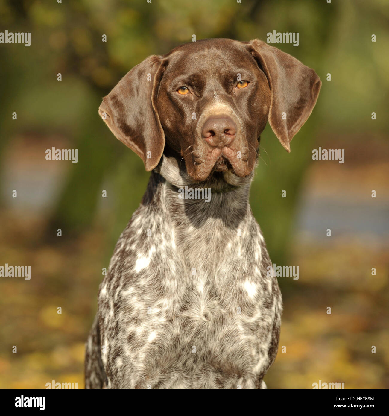 Deutscher Kurzhaariger Vorstehhund High Resolution Stock Photography ...