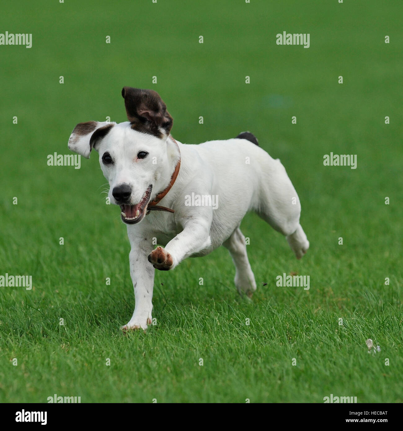 jack russell running full tail Stock Photo - Alamy