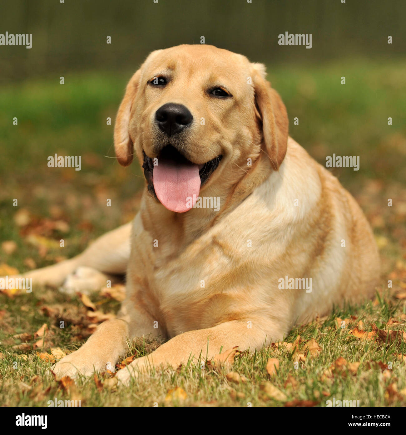 Fat Labrador High Resolution Stock Photography and Images - Alamy