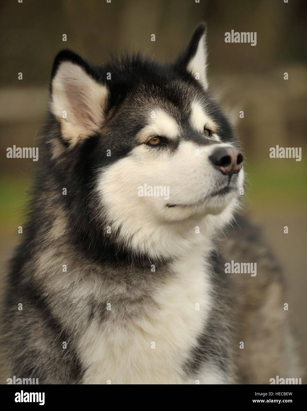 alaskan malamute male Stock Photo - Alamy