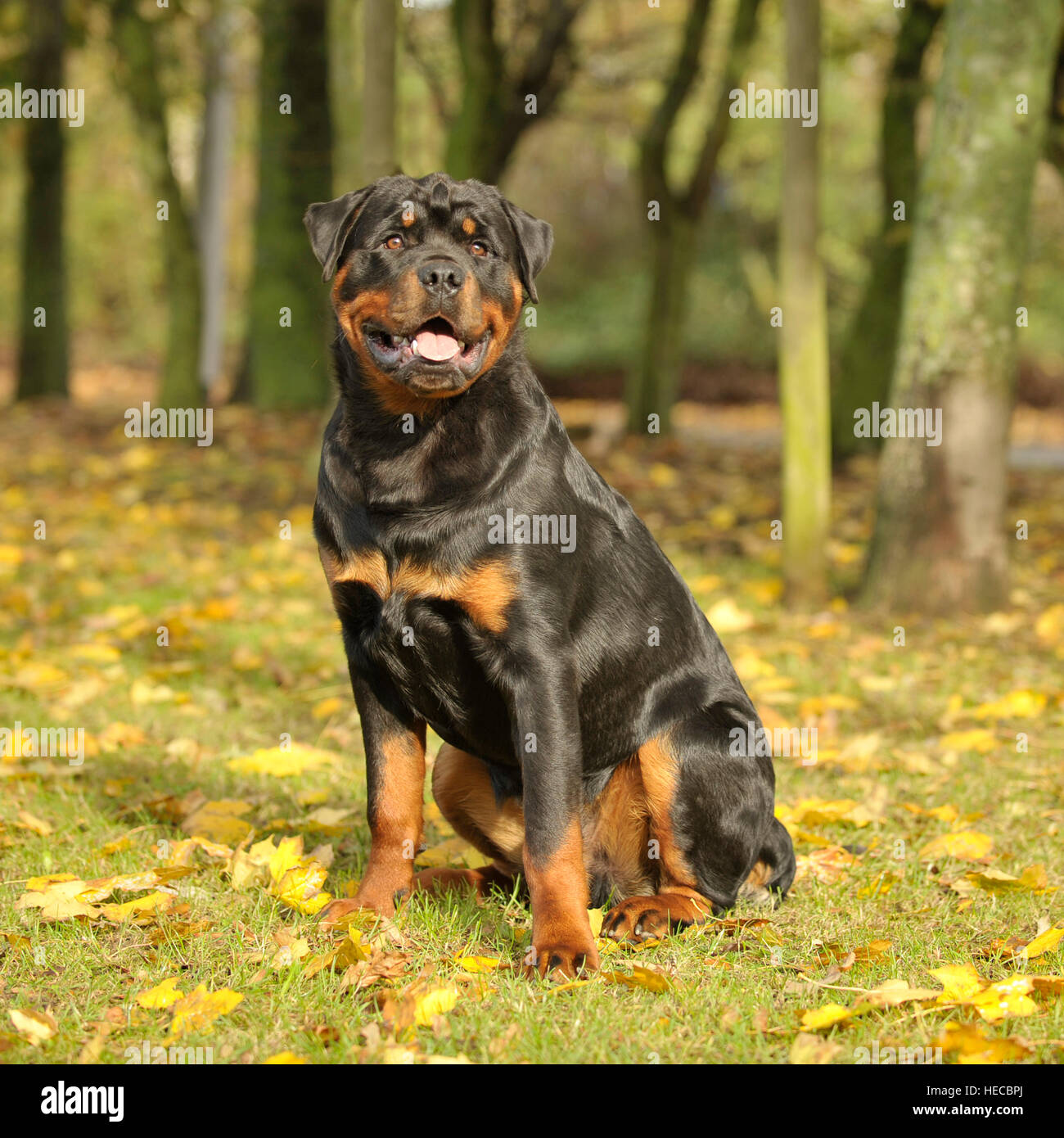 Rottweiler Sitting High Resolution Stock Photography and Images - Alamy