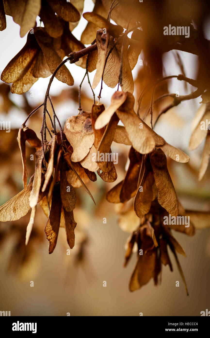 Ash Keys High Resolution Stock Photography and Images - Alamy