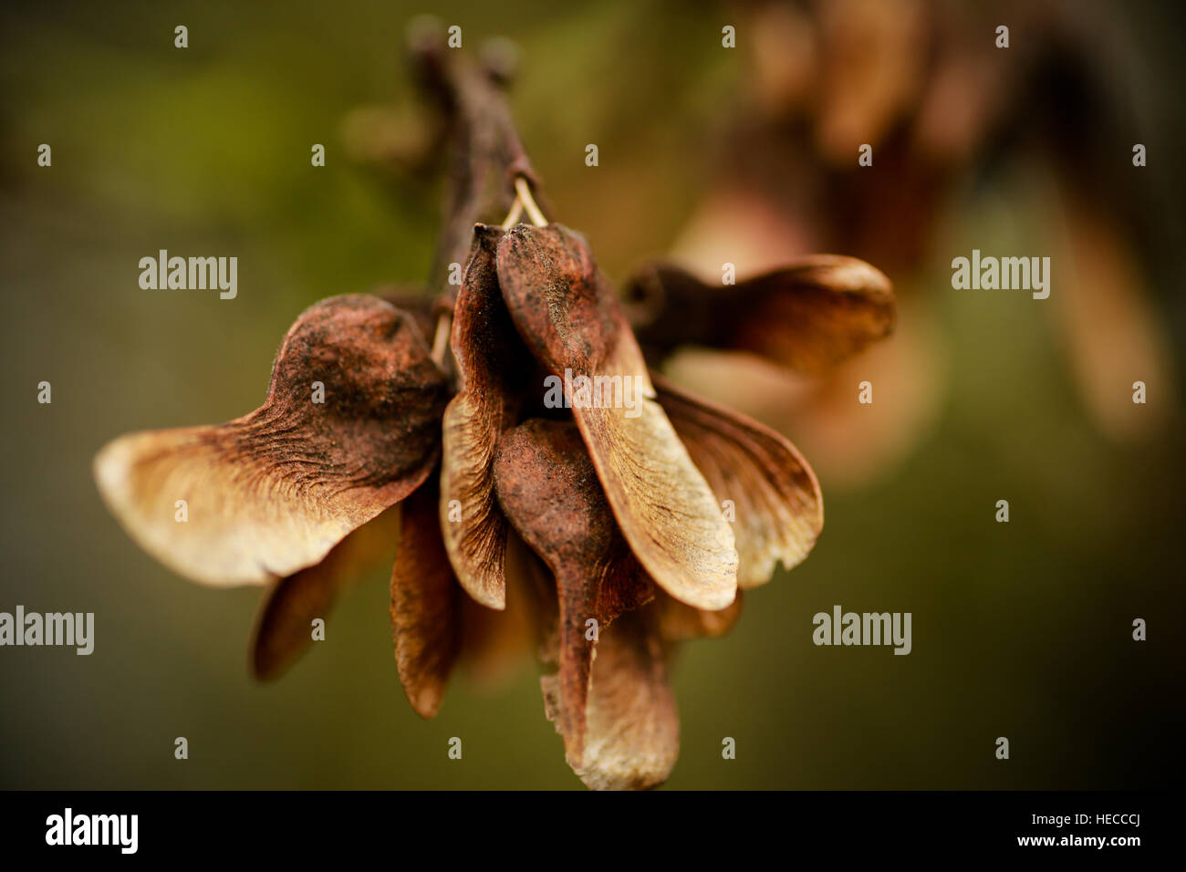 Fraxinus excelsior keys hi-res stock photography and images - Alamy