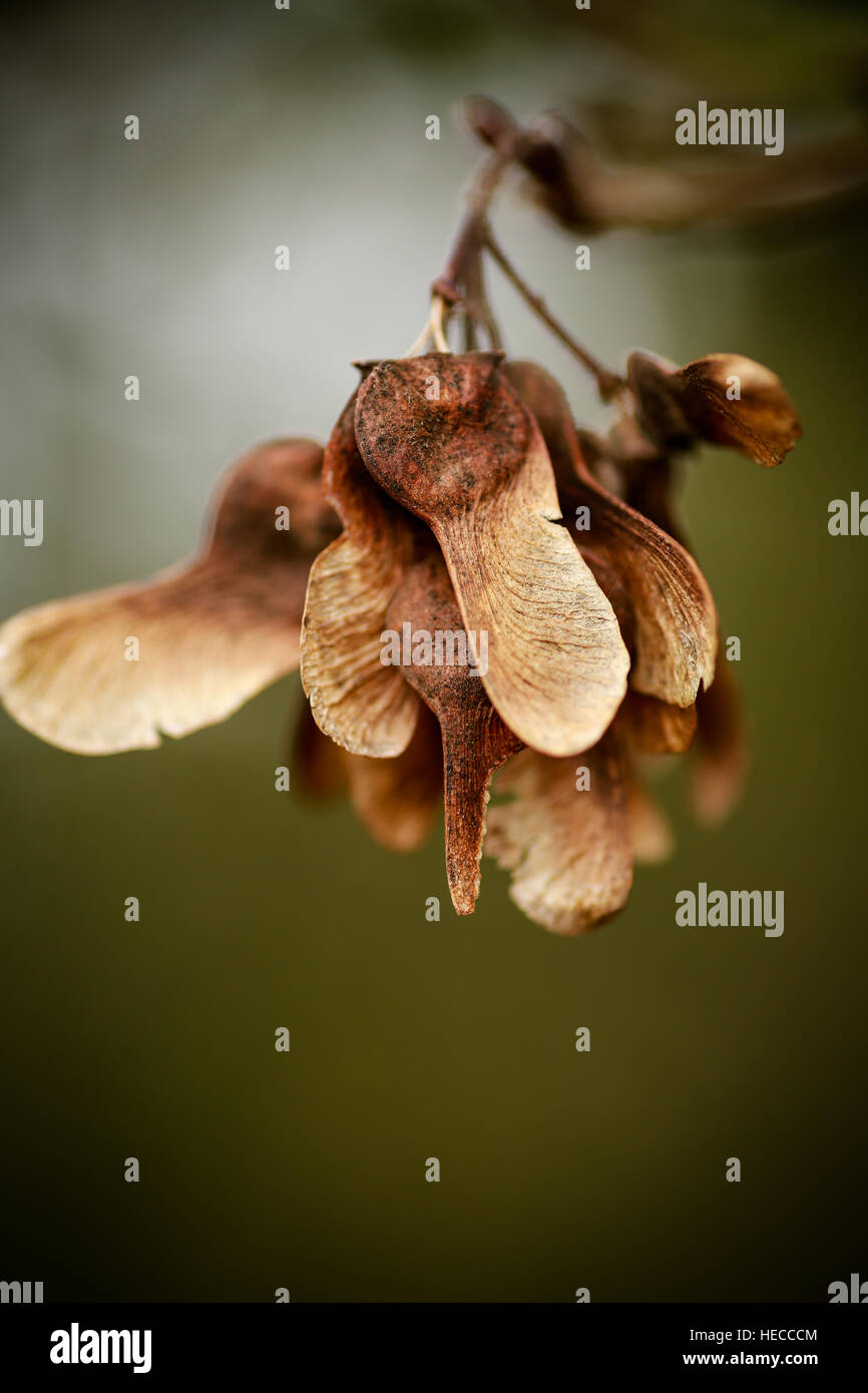 Ash seeds hi-res stock photography and images - Alamy