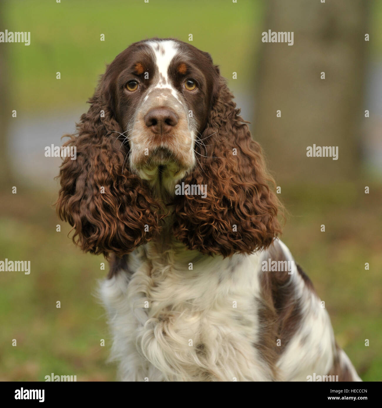 english springer spaniel, liver/white male, show trim Stock Photo - Alamy