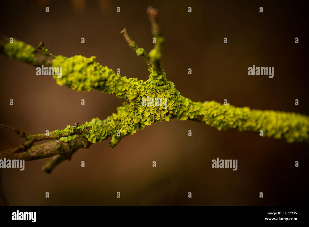 Green algae growing on the branches of an Ash tree Stock Photo - Alamy