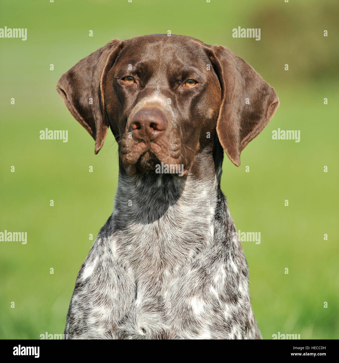 Male German Shorthaired Pointer Stock Photos & Male German Shorthaired ...