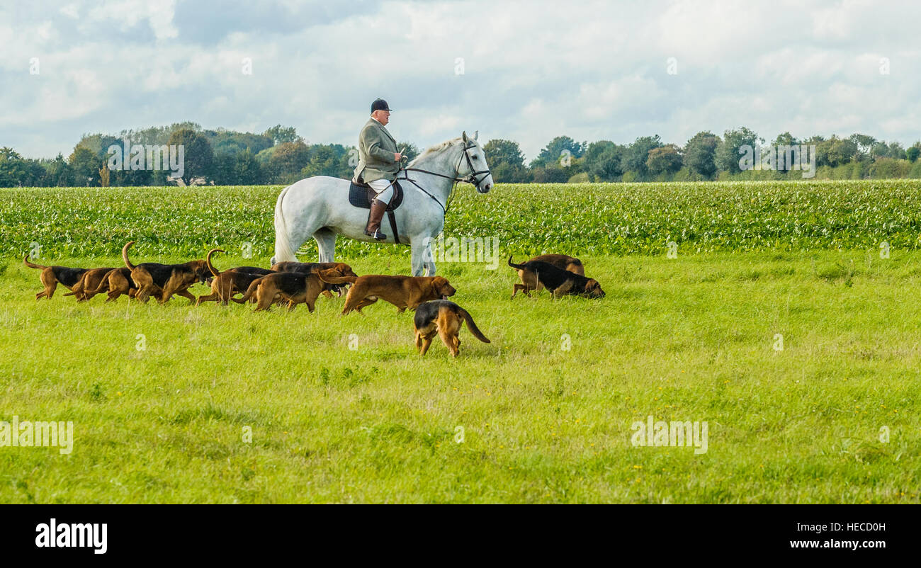 Bloodhounds hi-res stock photography and images - Alamy
