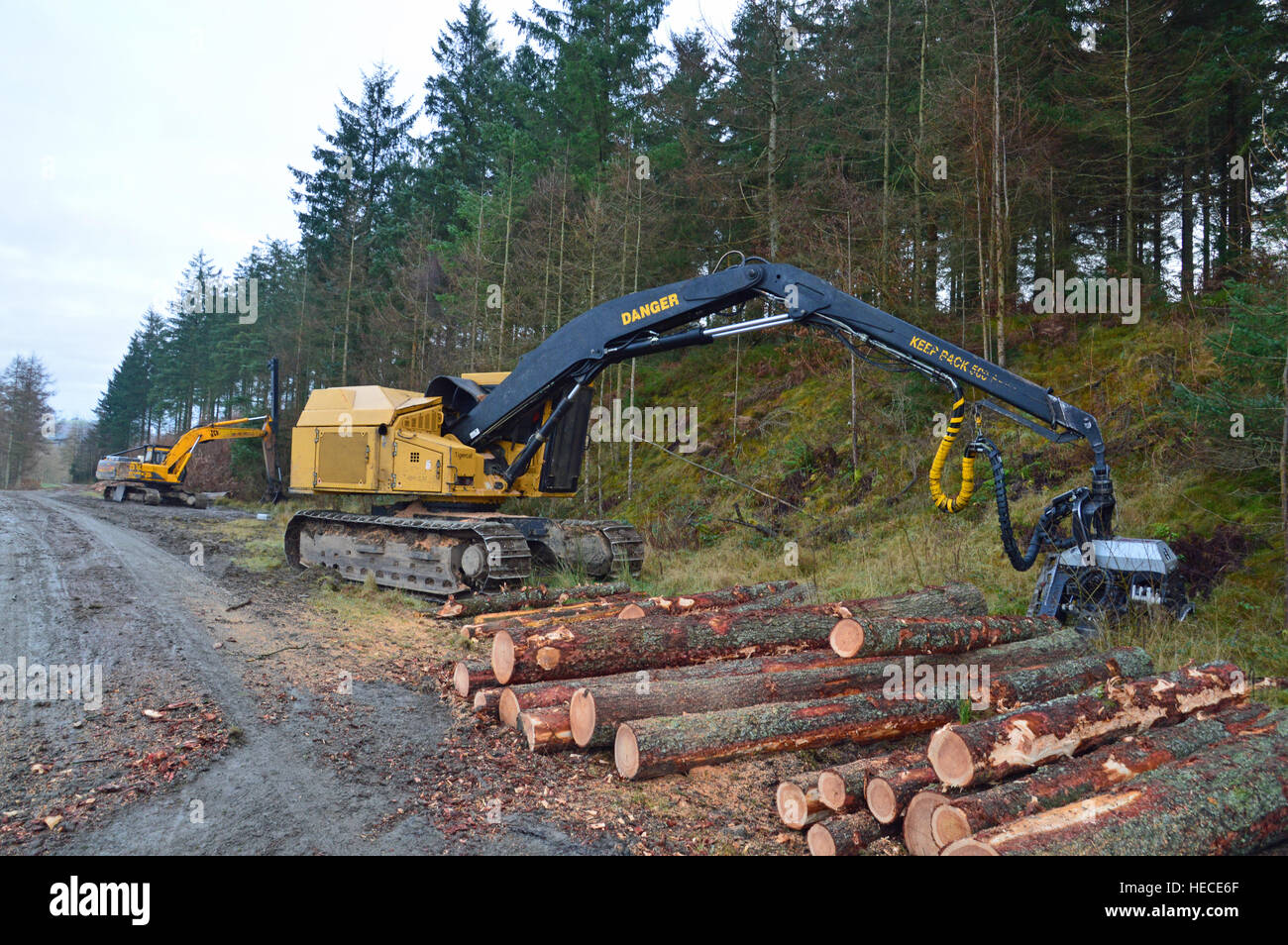 Wild forestry hi-res stock photography and images - Alamy
