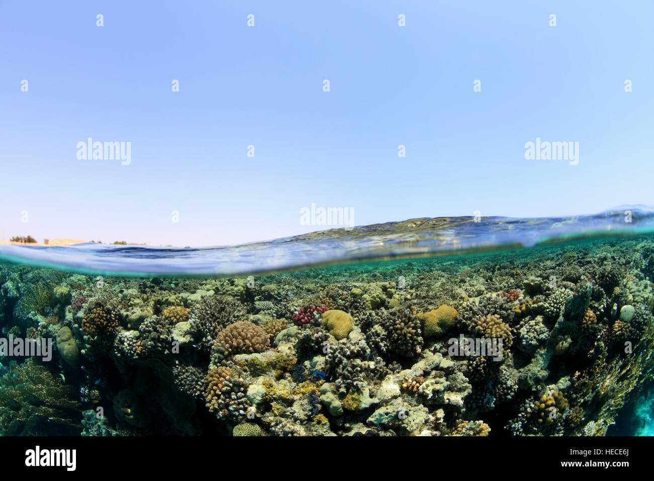 Spilt image of shallow coral reef in the red sea Stock Photo - Alamy