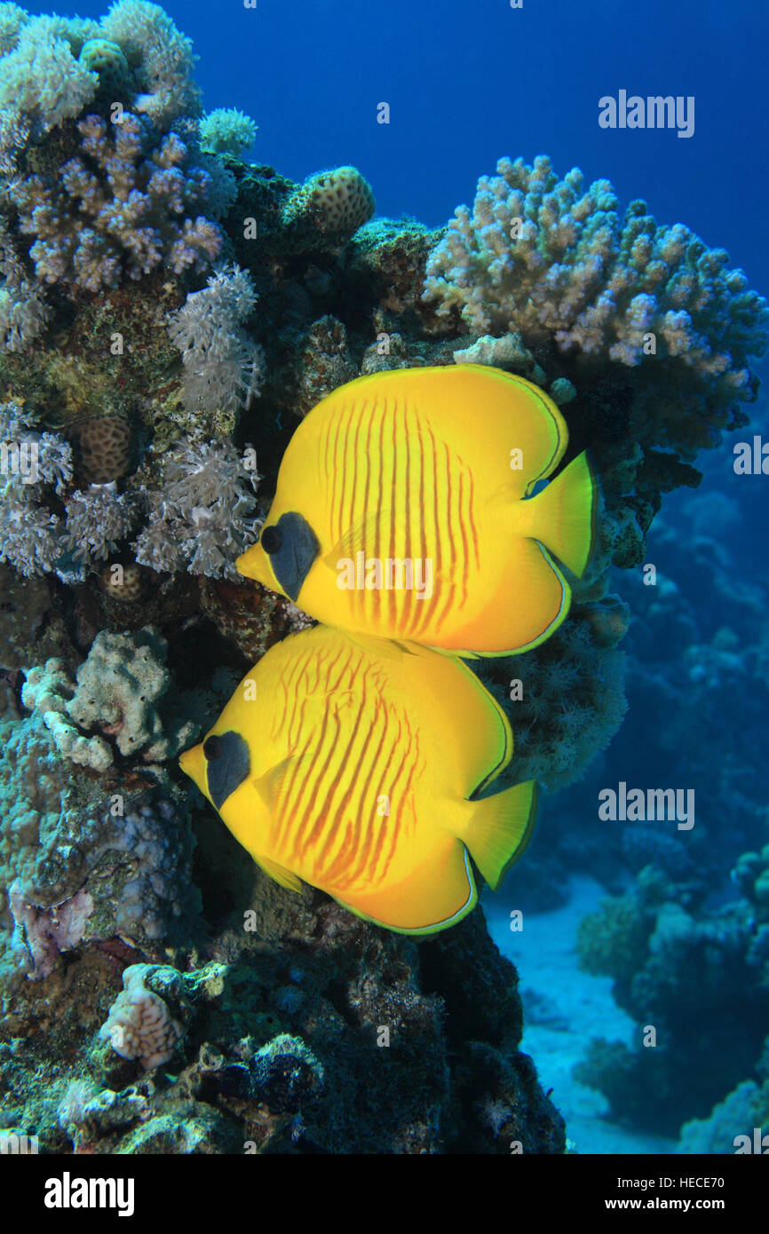 Masked butterflyfish (Chaetodon semilarvatus) in the blue waters of the ...