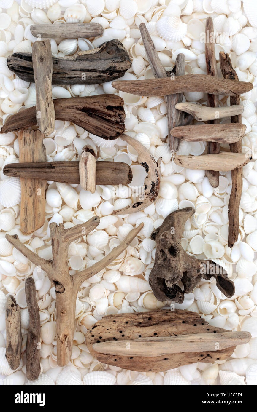 Driftwood and white seashells forming an abstract background Stock ...