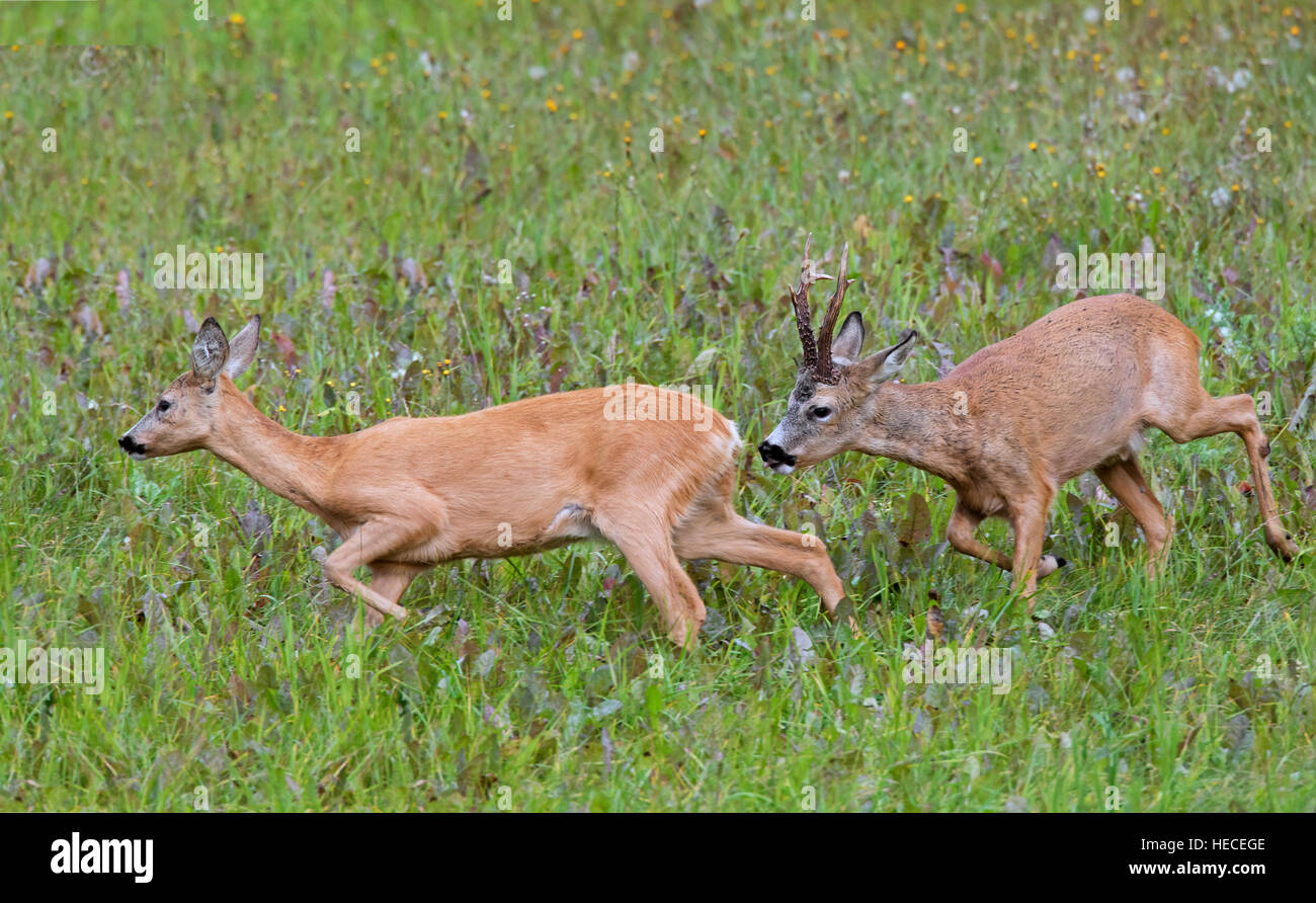 European roe deer (Capreolus capreolus) buck chasing doe in heat before ...