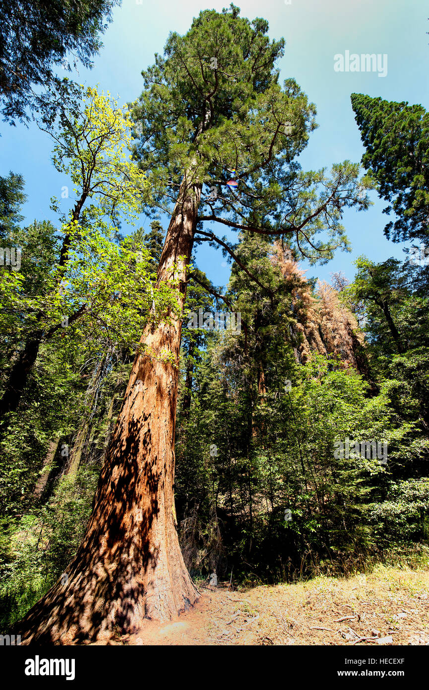 Yosemite USA sequoia tree Stock Photo - Alamy
