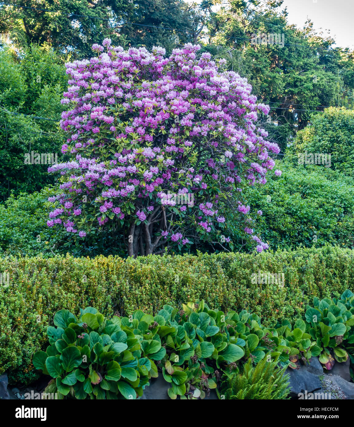 The state flower of Washington grows big in Burien, Washington Stock ...